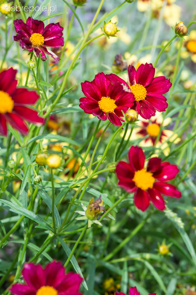 Szkółka Bylin Dobrepole - Coreopsis 'Mercury Rising' - nachyłek