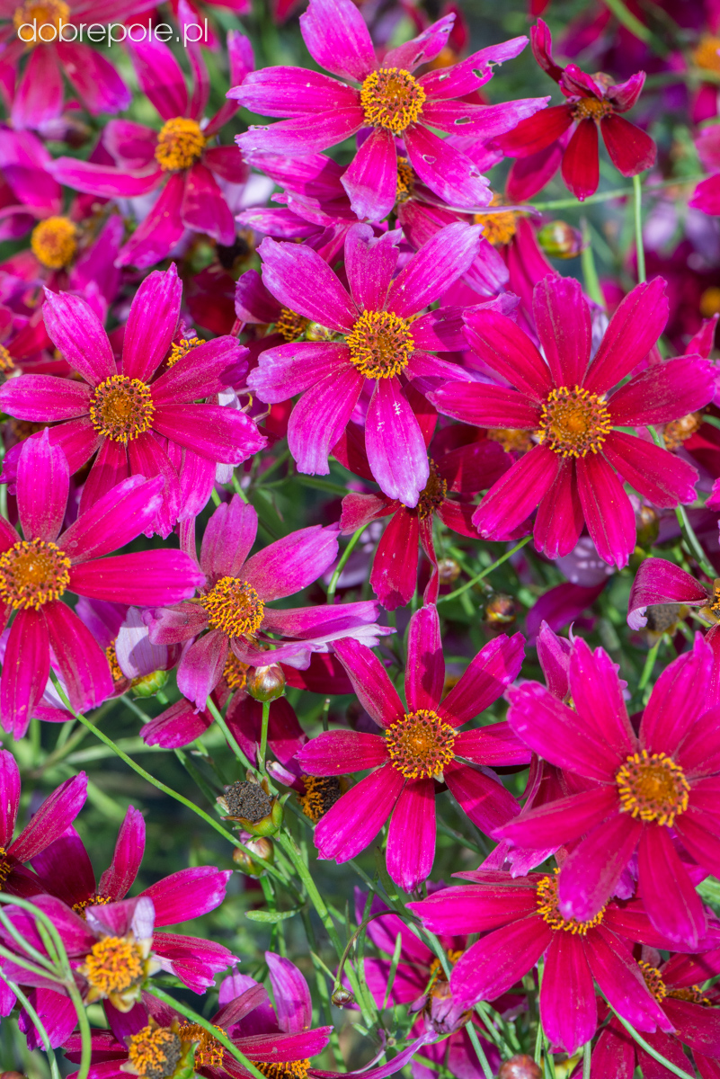 Szkółka Bylin Dobrepole - Coreopsis 'Show Stopper' - nachyłek