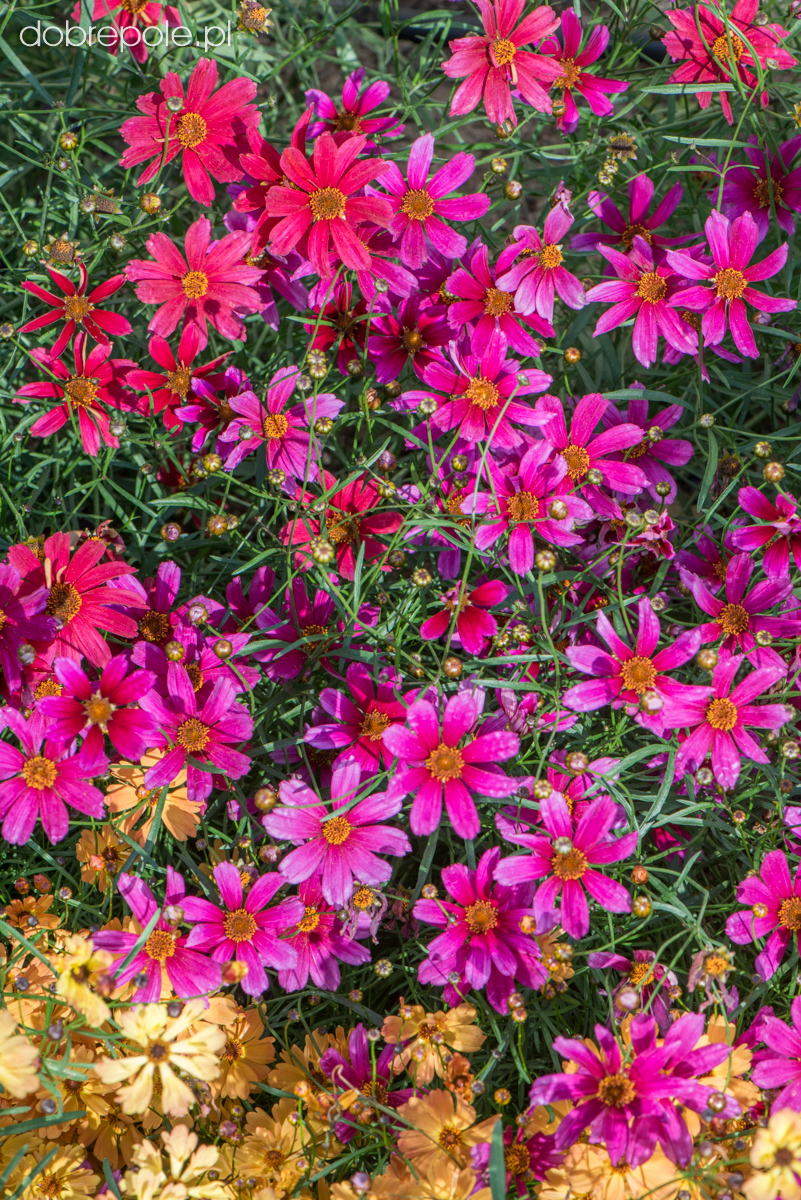 Szkółka Bylin Dobrepole - Coreopsis 'Show Stopper' - nachyłek