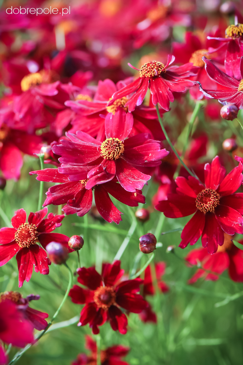 Szkółka Bylin Dobrepole - Coreopsis 'Limerock Ruby' - nachyłek