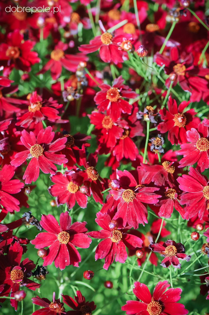 Szkółka Bylin Dobrepole - Coreopsis 'Limerock Ruby' - nachyłek