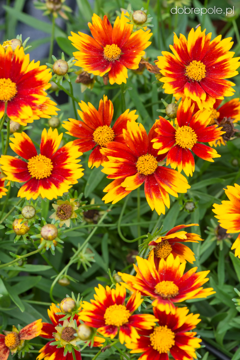 Szkółka Bylin Dobrepole - Coreopsis 'Little Bang Daybreak' - nachyłek