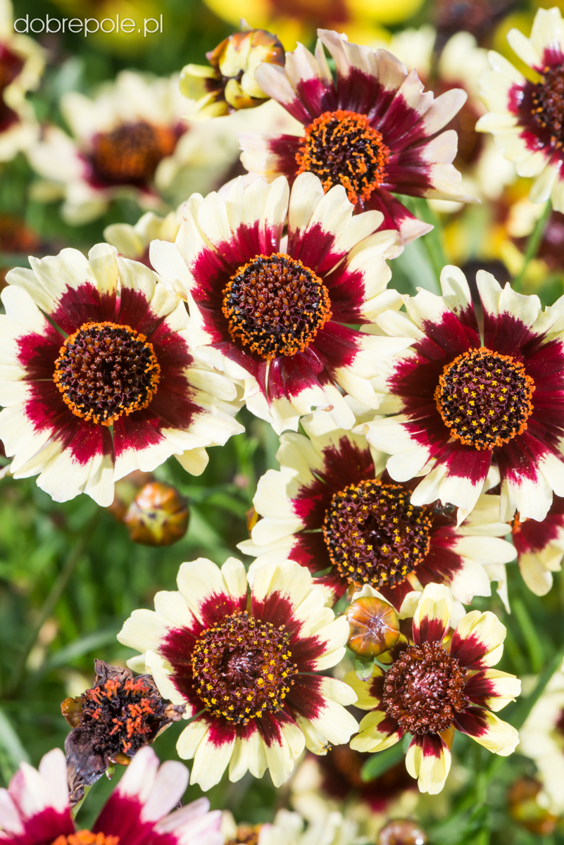 Szkółka Bylin Dobrepole - Coreopsis 'Chorasan Creme Bicolor' - nachyłek
