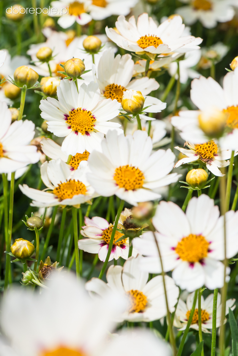 Szkółka Bylin Dobrepole - Coreopsis 'Star Cluster' - nachyłek