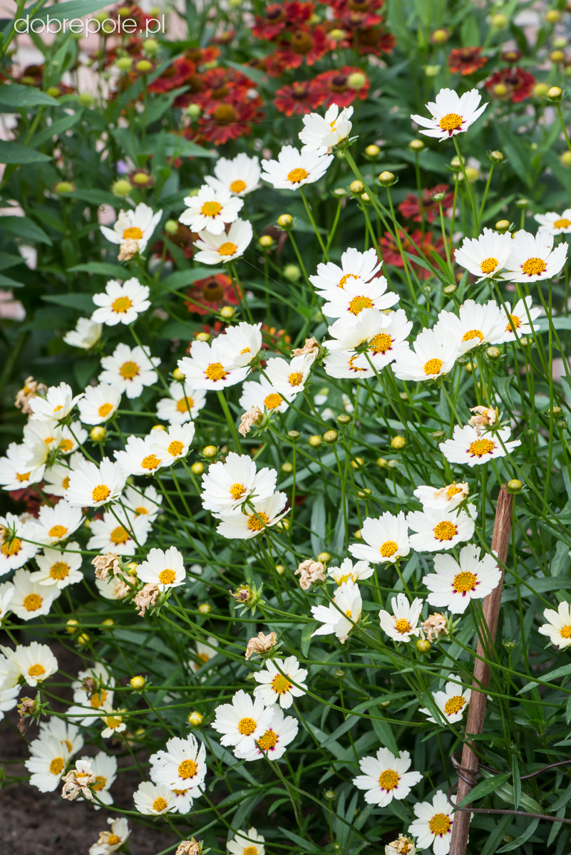 Szkółka Bylin Dobrepole - Coreopsis 'Star Cluster' - nachyłek