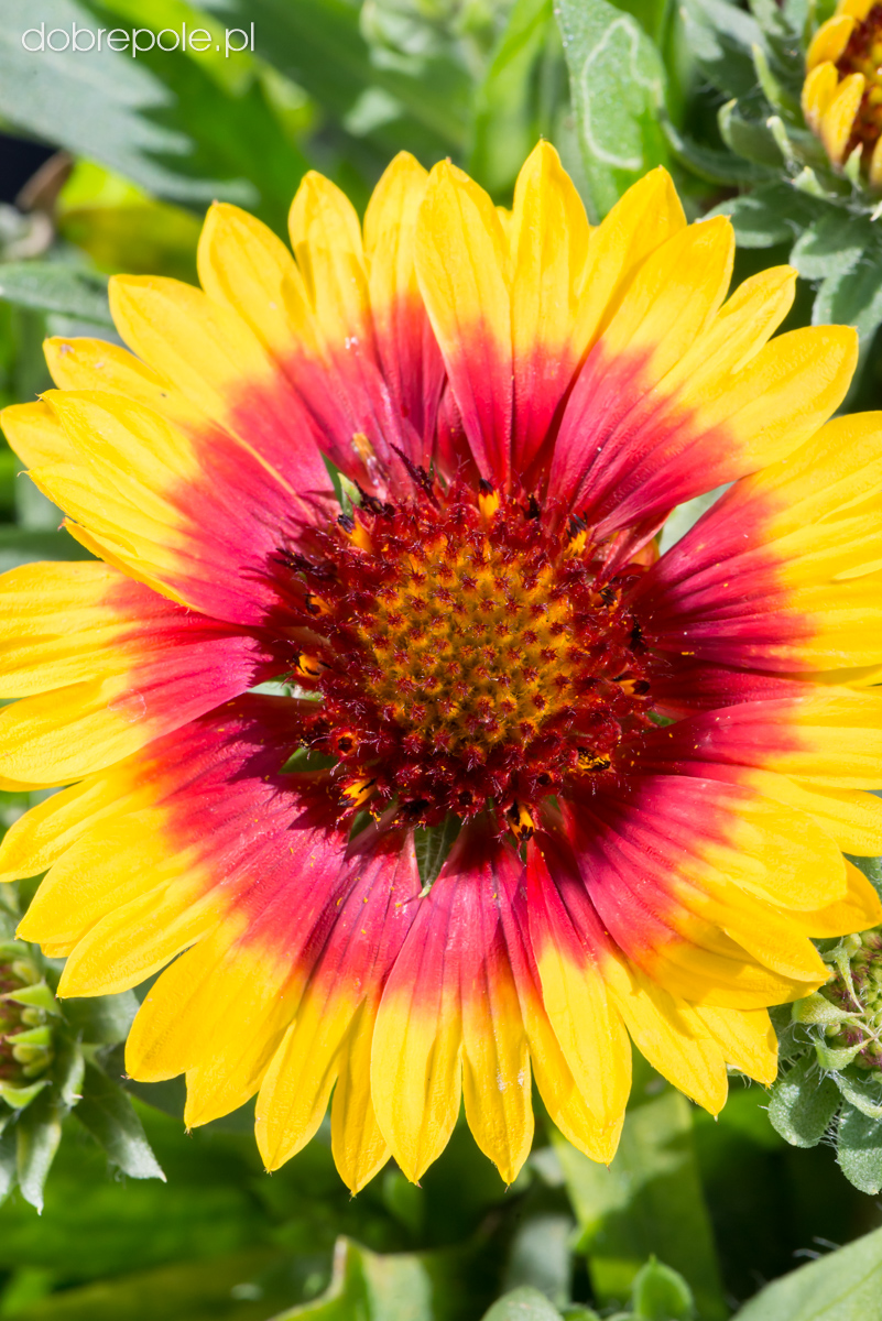 Szkółka Bylin Dobrepole - Gaillardia aristata 'Sunrita Yellow Red Ring ... Szkółka Bylin Dobrepole - Gaillardia aristata 'Sunrita Yellow Red Ring ...