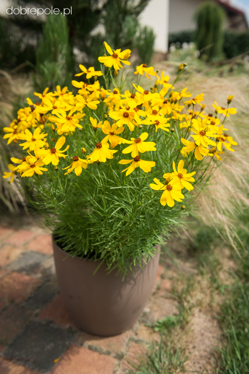 Szkółka Bylin Dobrepole - Coreopsis 'Imperial Sun' - nachyłek