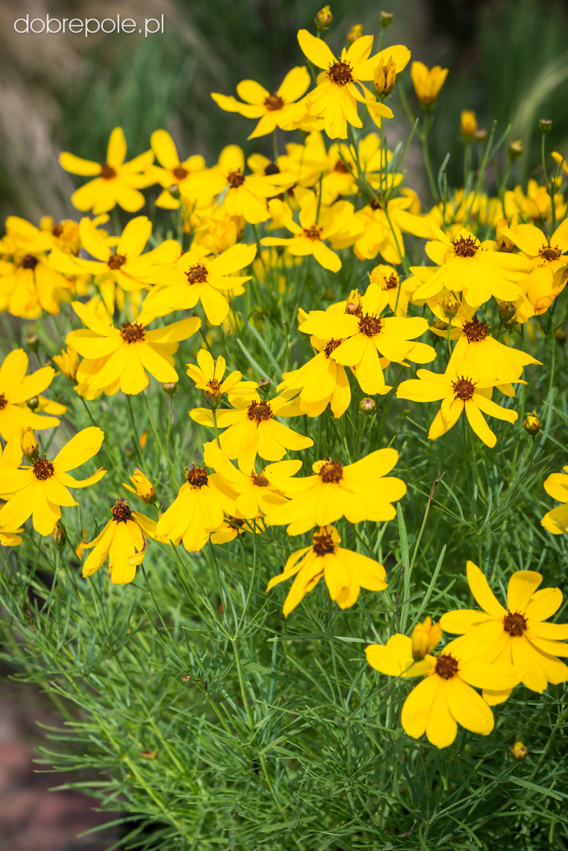 Szkółka Bylin Dobrepole - Coreopsis 'Imperial Sun' - nachyłek
