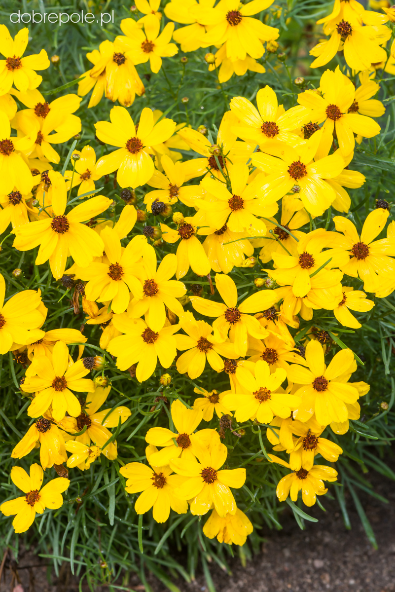 Szkółka Bylin Dobrepole - Coreopsis 'Imperial Sun' - nachyłek