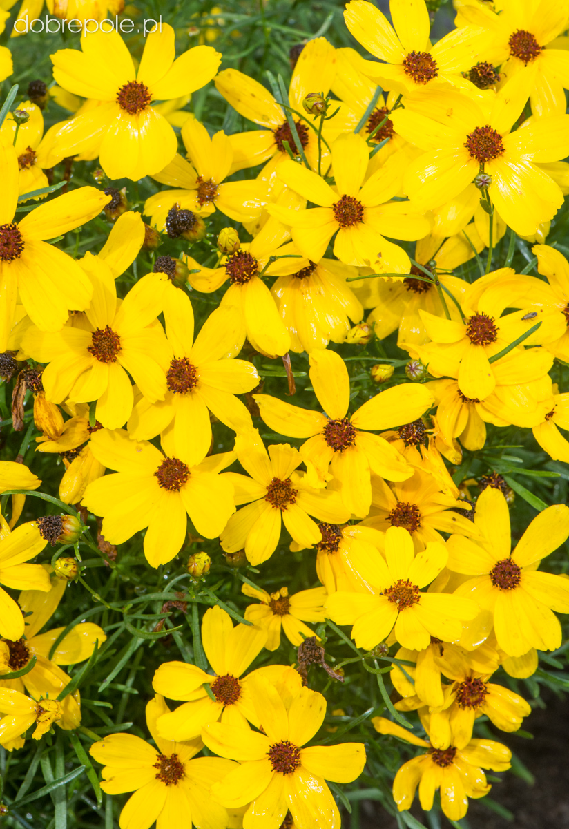 Szkółka Bylin Dobrepole - Coreopsis 'Imperial Sun' - nachyłek