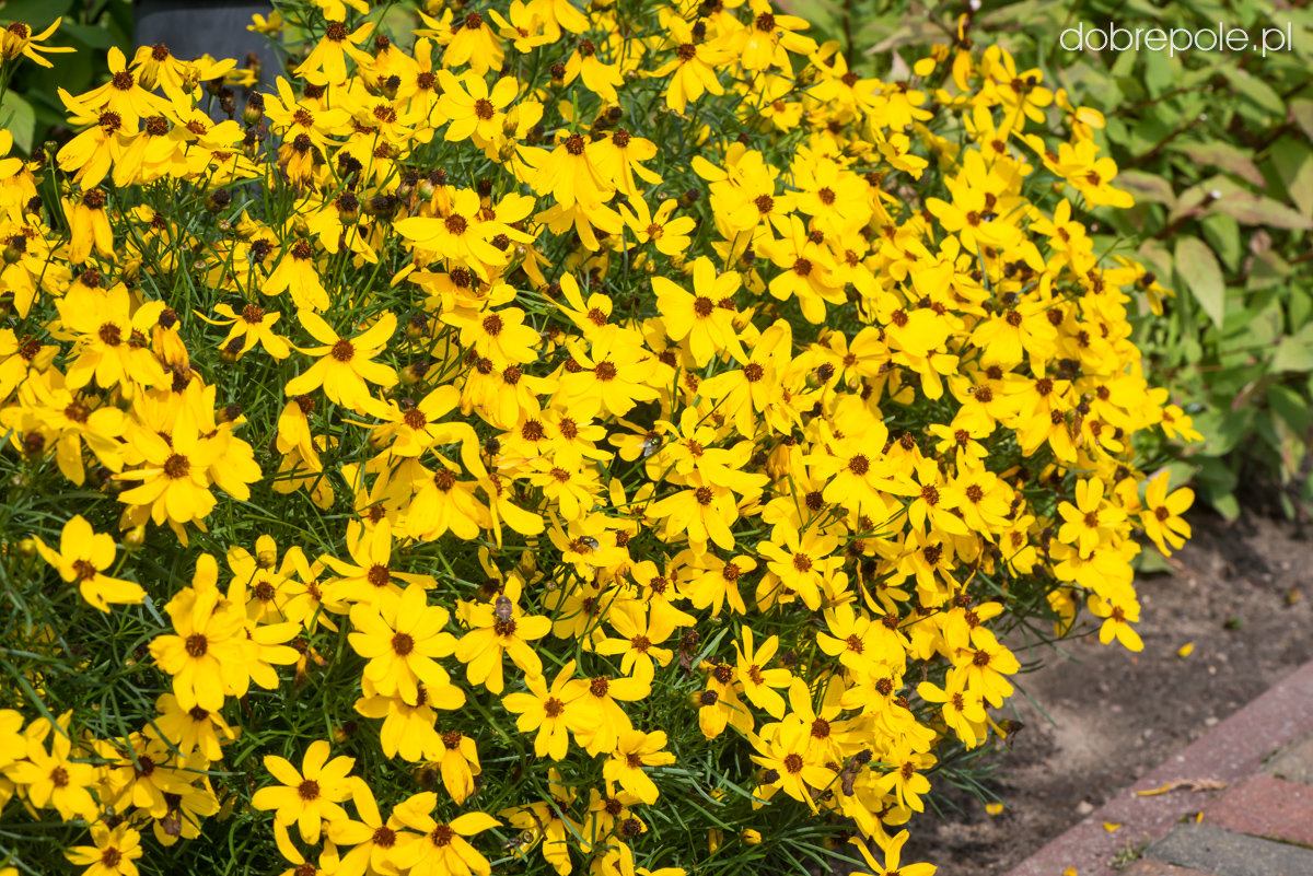 Szkółka Bylin Dobrepole - Coreopsis 'Imperial Sun' - nachyłek