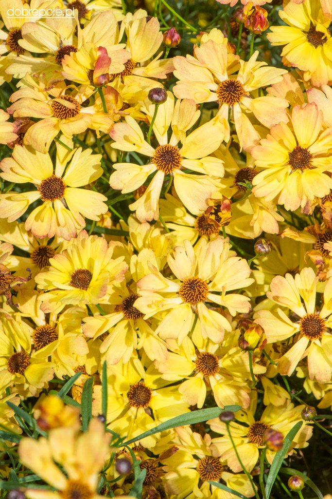 Szkółka Bylin Dobrepole - Coreopsis 'Lemon Punch' - nachyłek