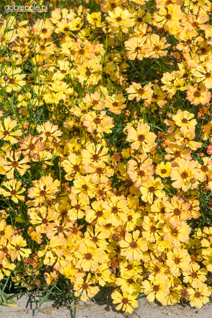 Szkółka Bylin Dobrepole - Coreopsis 'Lemon Punch' - nachyłek