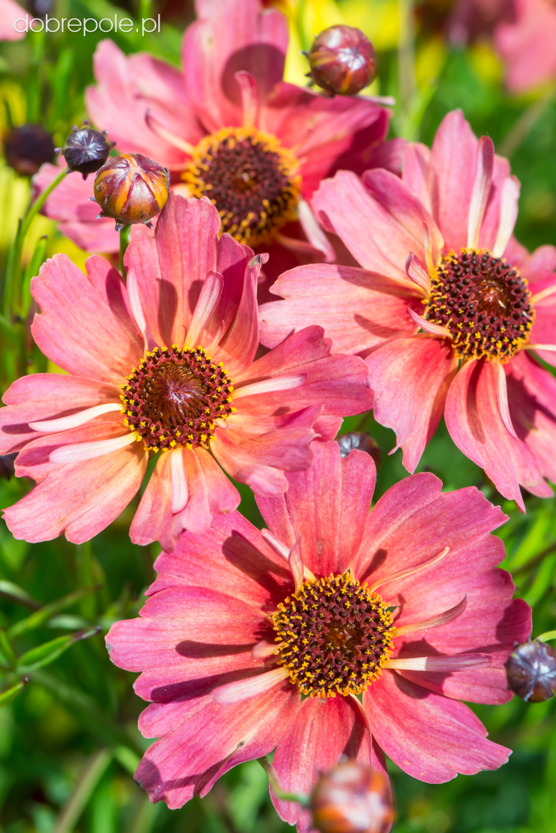 Szkółka Bylin Dobrepole - Coreopsis 'Rum Punch' - nachyłek