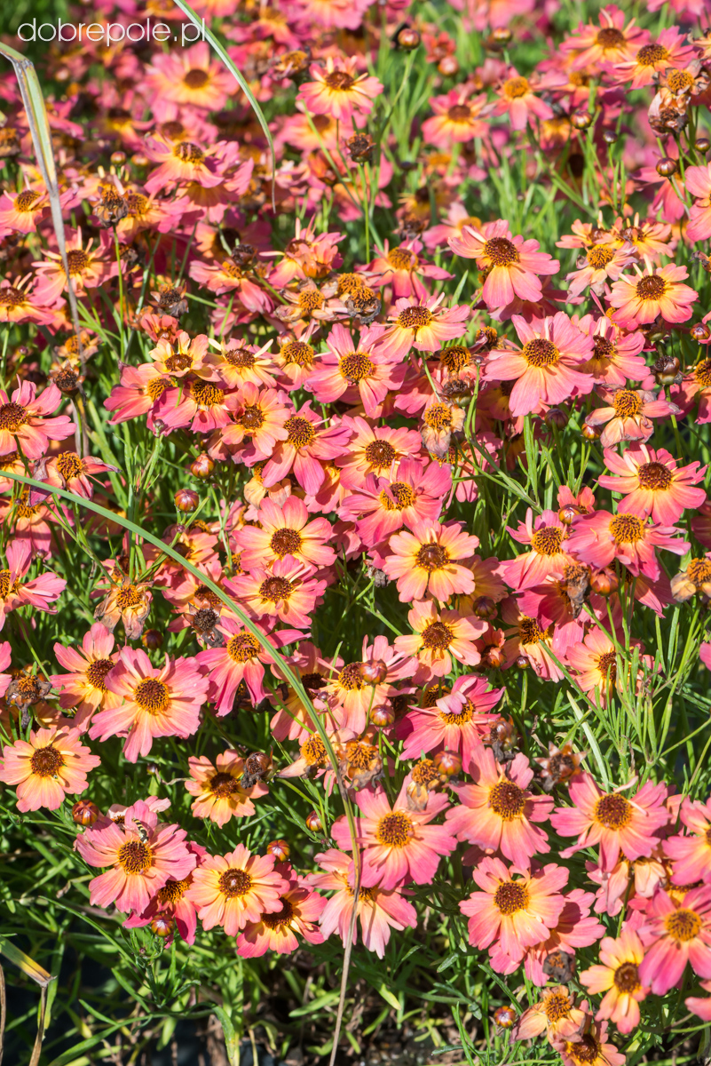 Szkółka Bylin Dobrepole - Coreopsis 'Rum Punch' - nachyłek