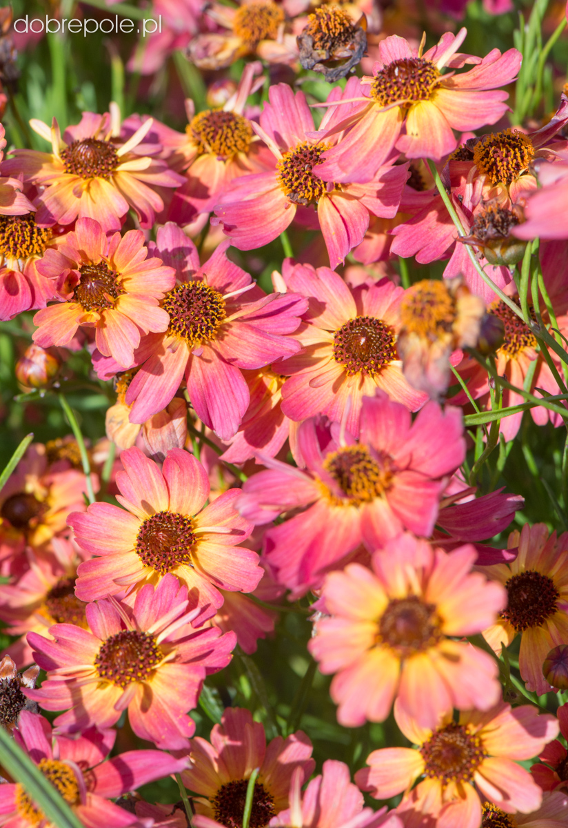 Szkółka Bylin Dobrepole - Coreopsis 'Rum Punch' - nachyłek