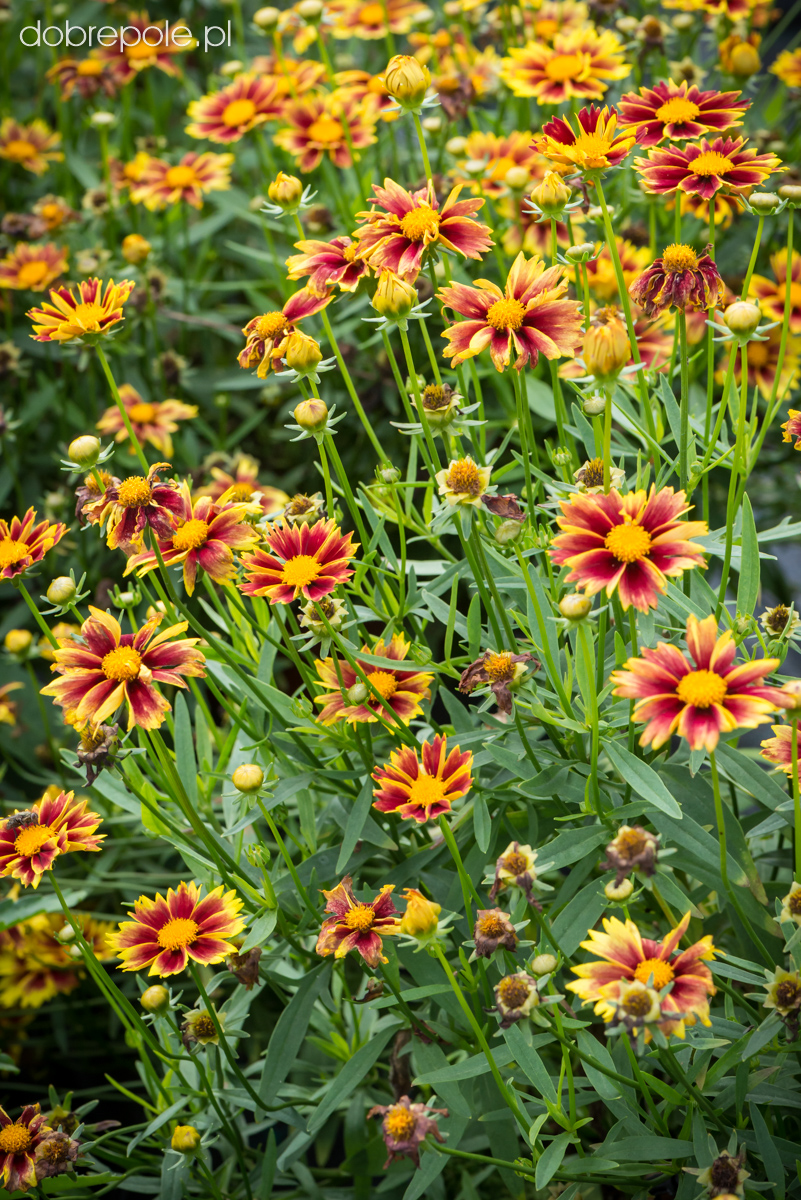 Szkółka Bylin Dobrepole - Coreopsis 'Little Bang Enchanted Eve' - nachyłek