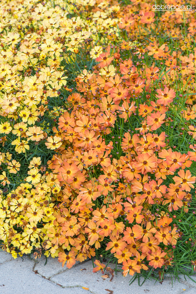 Szkółka Bylin Dobrepole - Coreopsis 'Mango Punch' - nachyłek