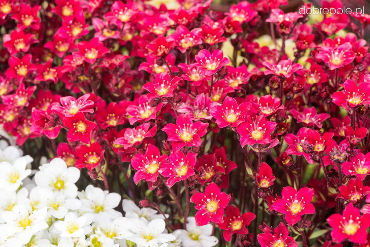Szkółka Bylin Dobrepole - Saxifraga x arendsii 'Touran Deep Red ...