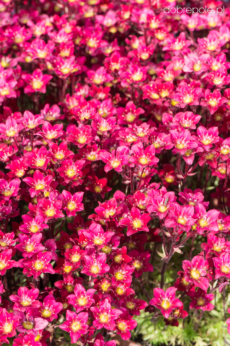 Szkółka Bylin Dobrepole - Saxifraga x arendsii "Touran Deep Red ...