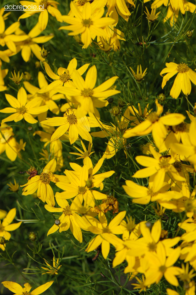 Szkółka Bylin Dobrepole - Coreopsis verticillata 'Zagreb' - nachyłek ...