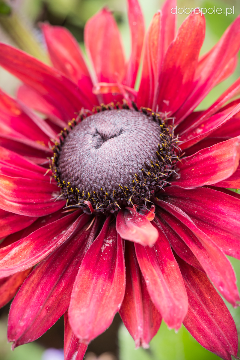 Szk ka Bylin Dobrepole Rudbeckia Flamenco True Red Rudbekia Szk ka Bylin Dobrepole Rudbeckia Flamenco True Red Rudbekia